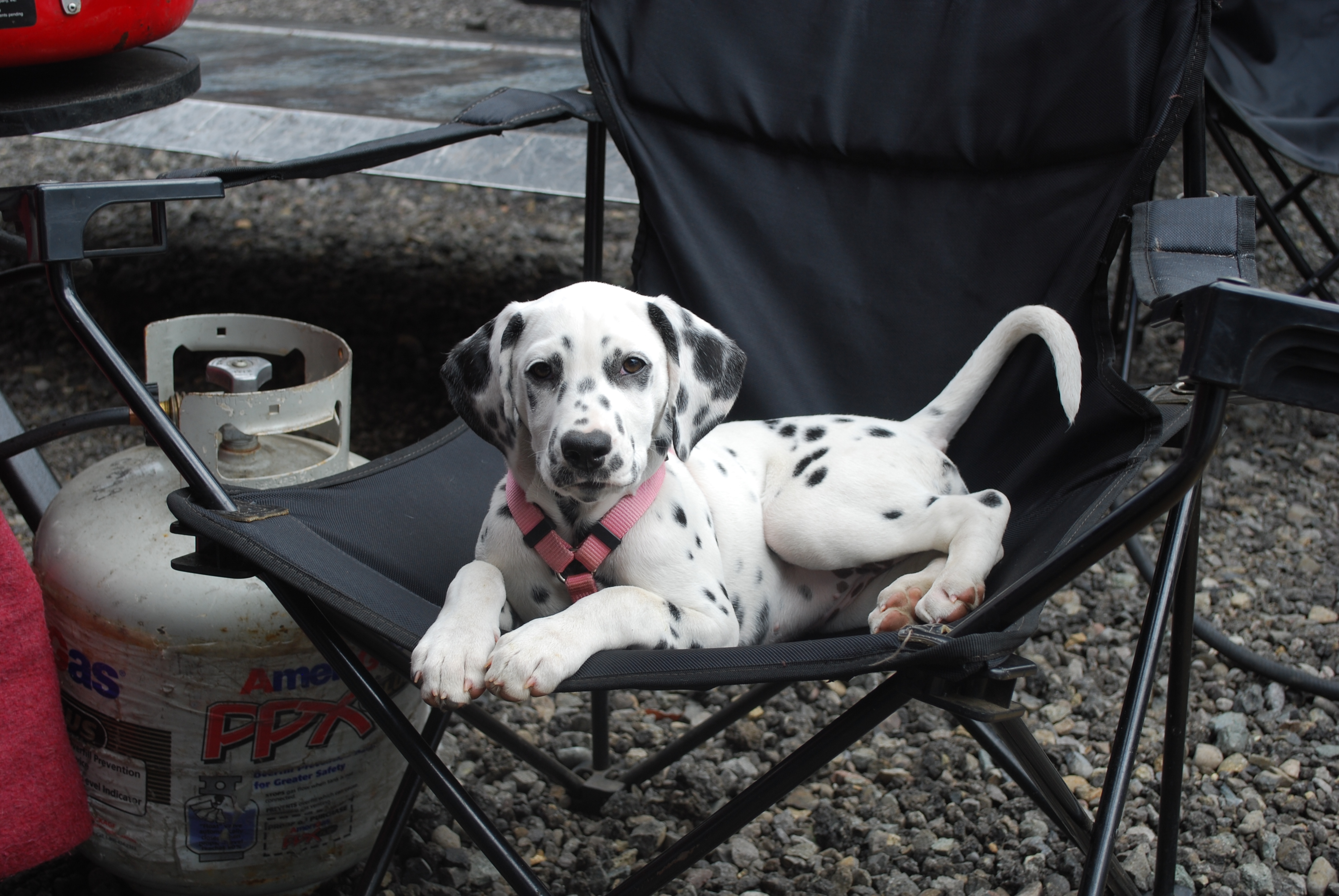 Dalmatian Mascots – Nitro & More Magg! – Gregg Racing | Gregg Racing